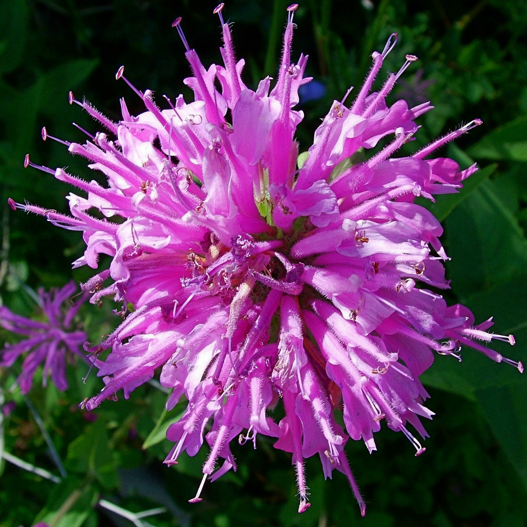 Native Planting on Long Island – Bee Balm? | Our Water Our Lives